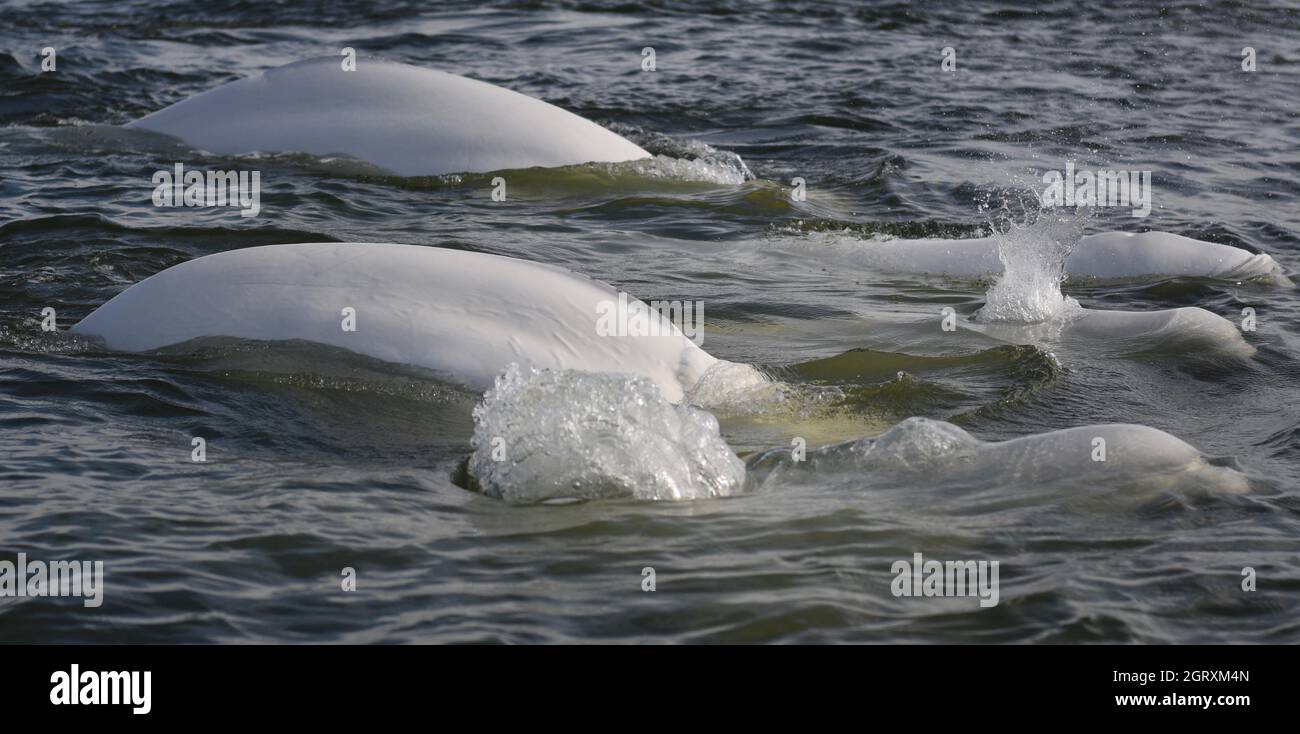 Beluga hudson bay hi-res stock photography and images - Alamy