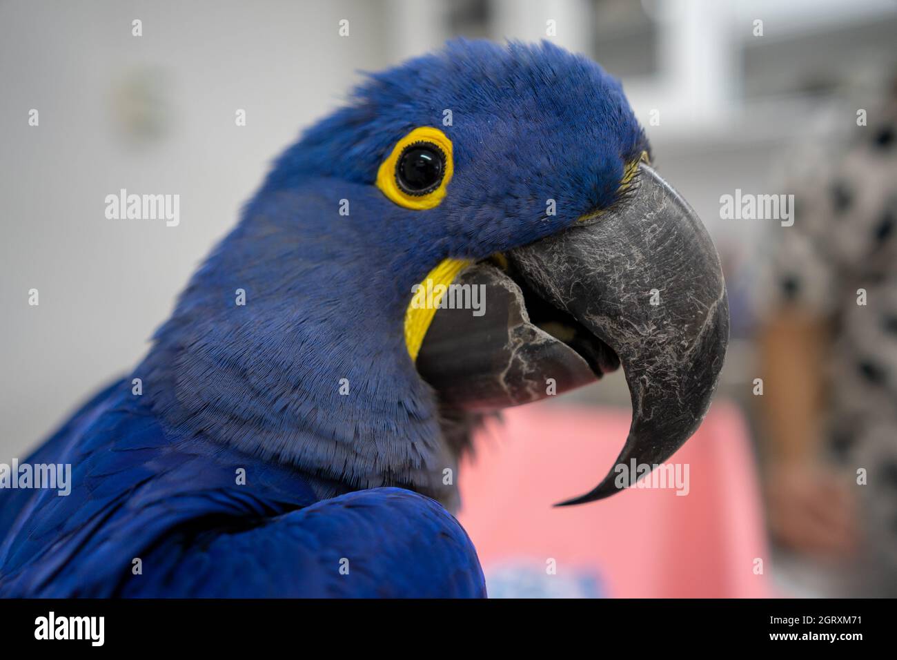 Parrot open mouth hi-res stock photography and images - Alamy