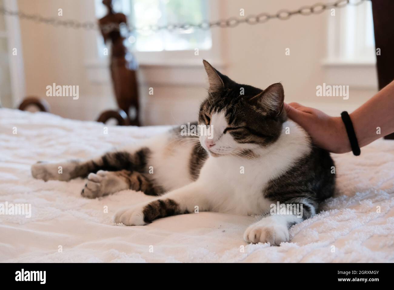 Hemingway cat hi-res stock photography and images - Alamy
