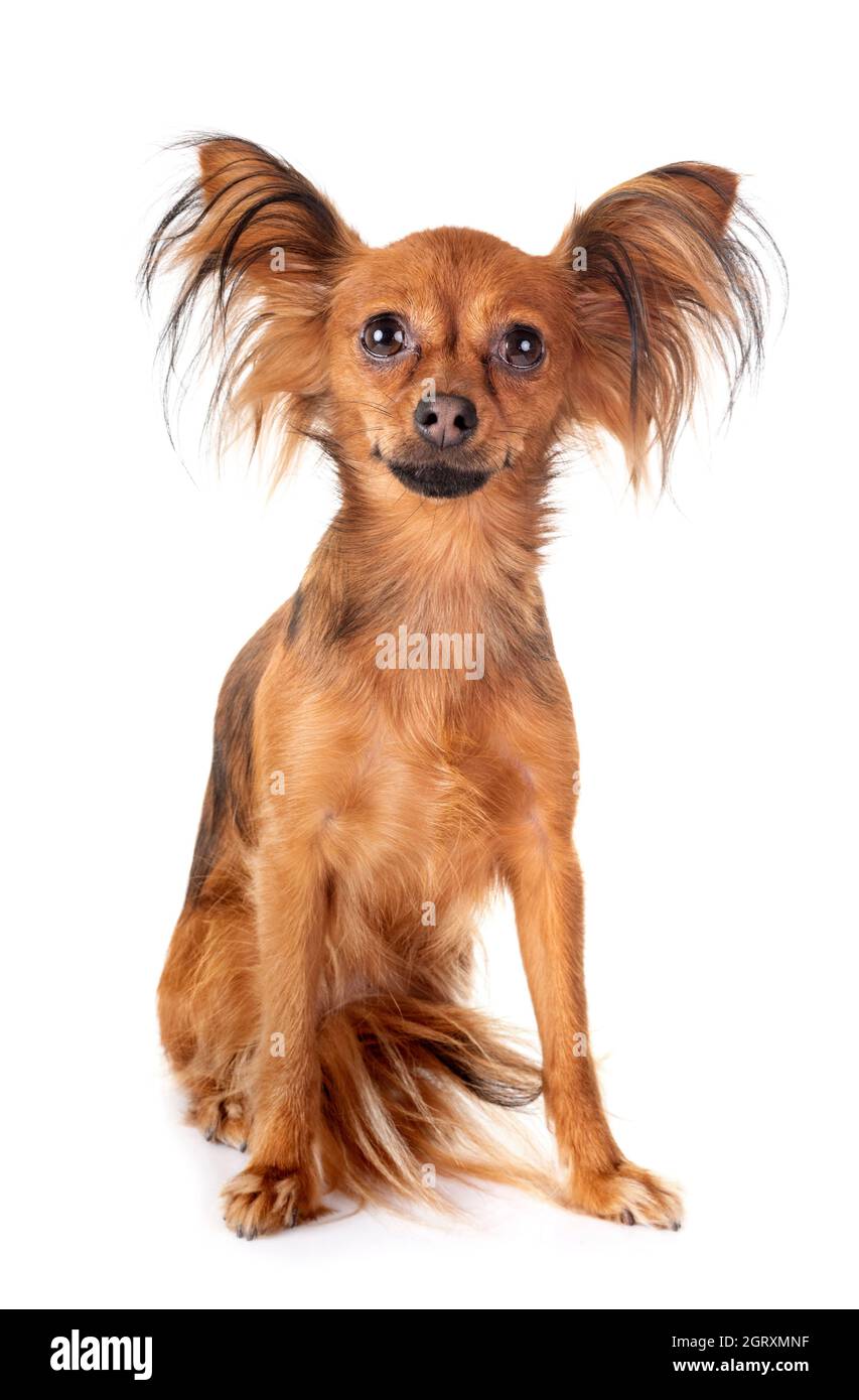 Russkiy Toy High Resolution Stock Photography and Images - Alamy