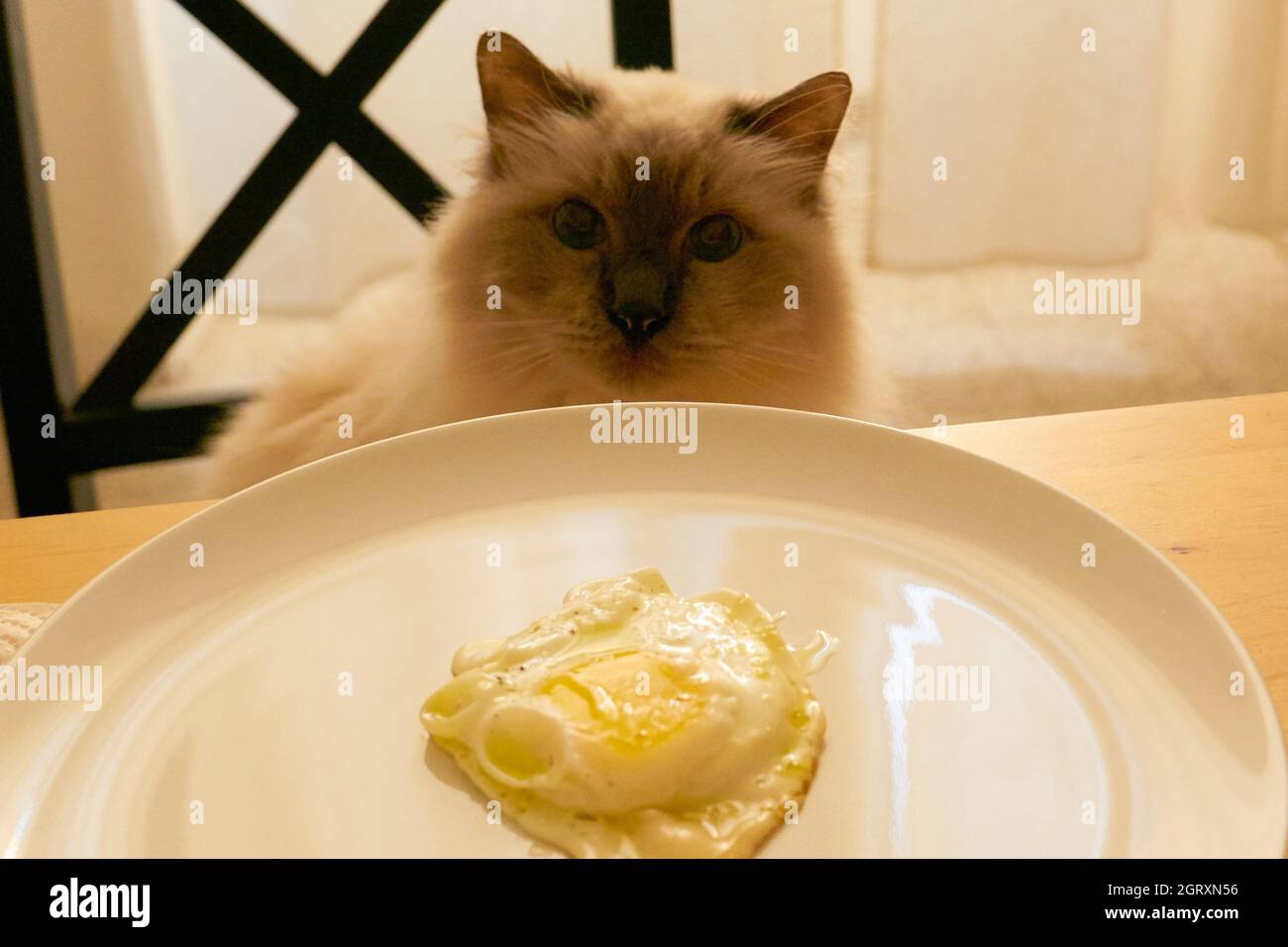 Animals Crockery High Resolution Stock Photography and Images - Alamy