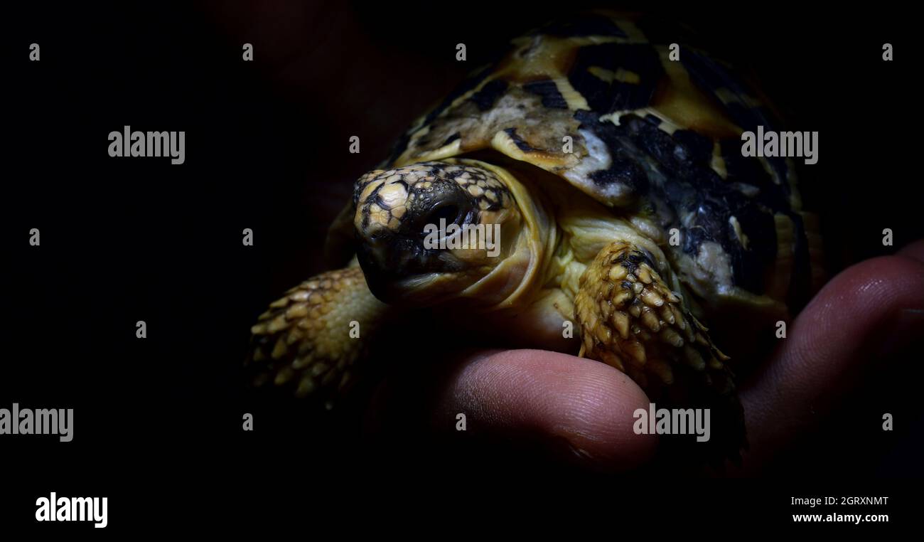 Indian star turtle hi-res stock photography and images - Alamy