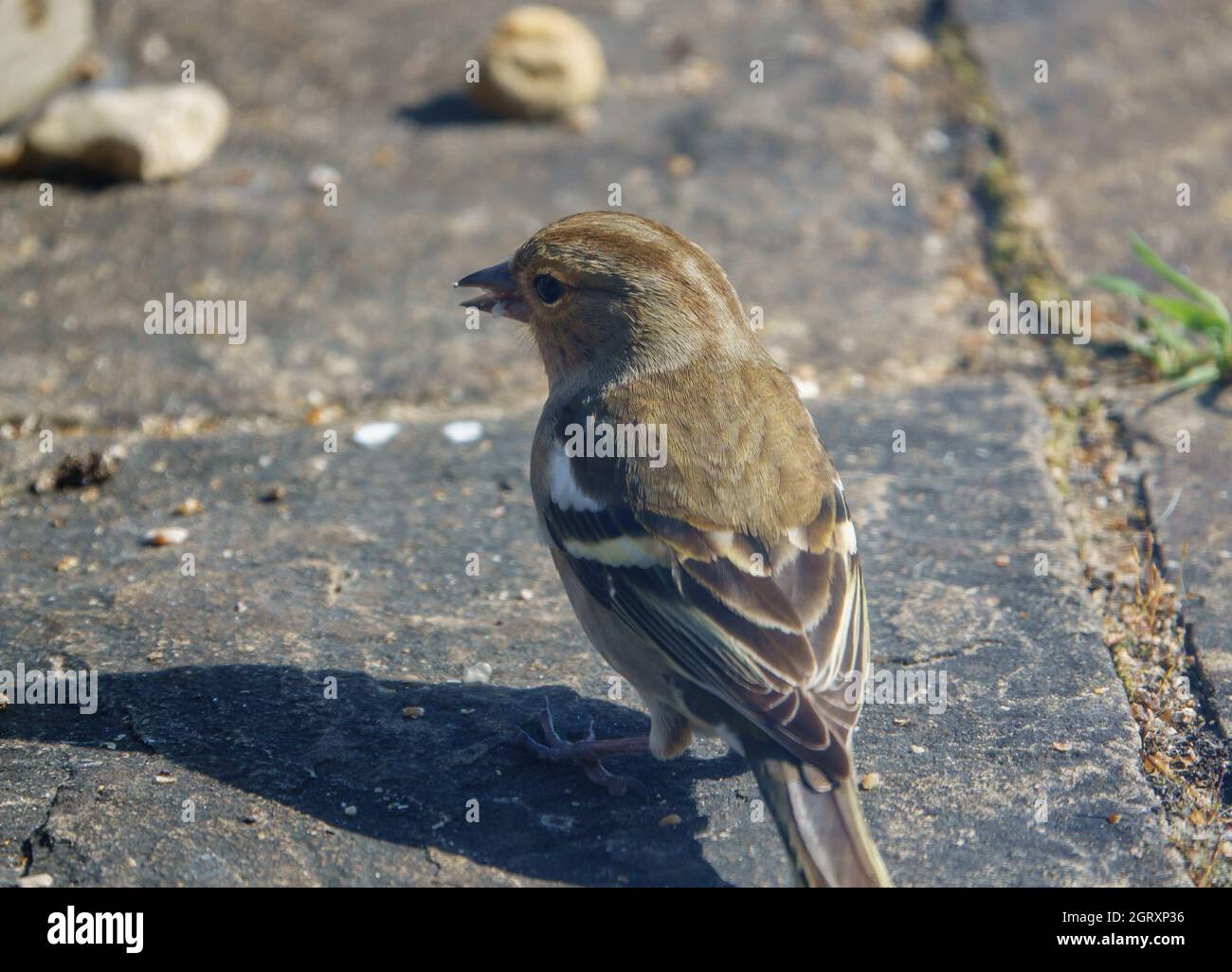 a female chaffinch (Fringilla coelebs) feeding on the garden patio ...