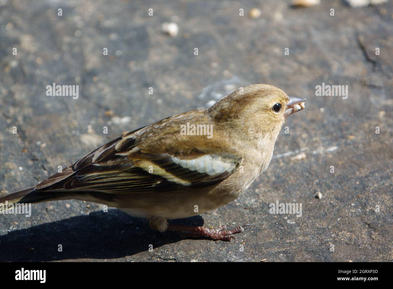 a female chaffinch (Fringilla coelebs) feeding on the garden patio ...