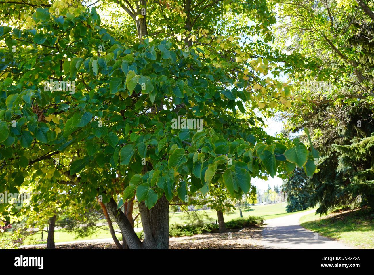 View of the fresh leaves of a beautiful tree in a park on a sunny day ...