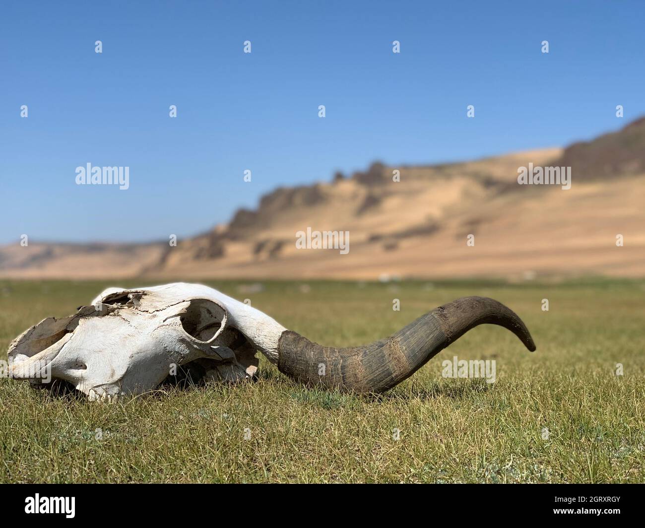 Mongolia death hi-res stock photography and images - Alamy