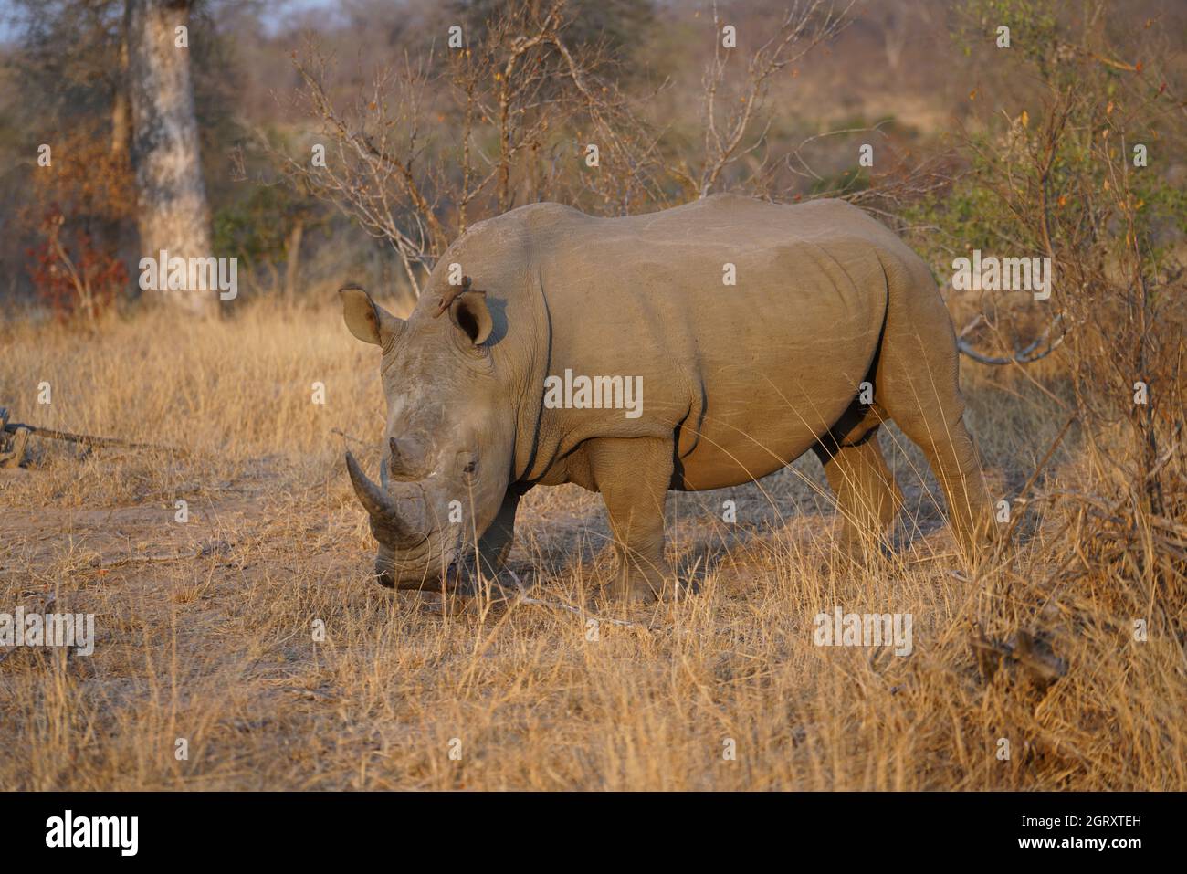 Rhinozeros hi-res stock photography and images - Alamy