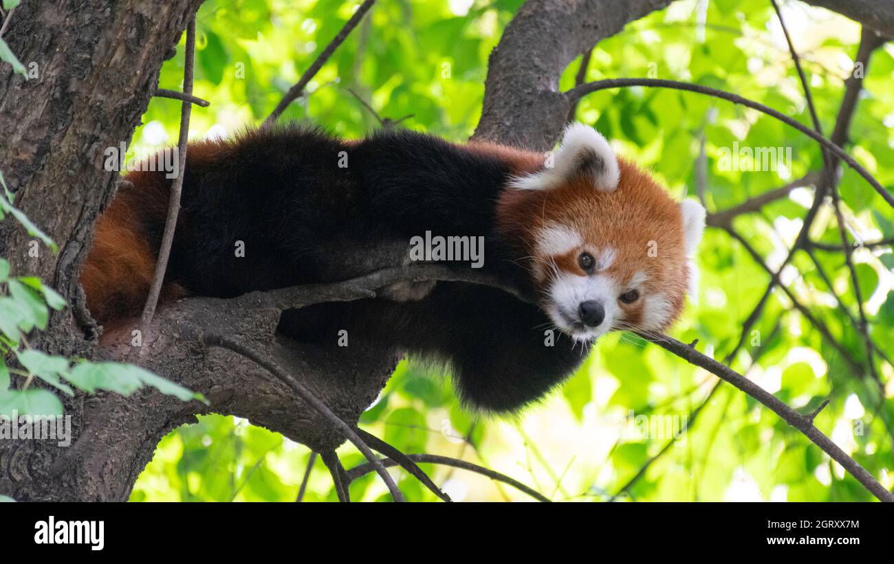 Red Panda Portrait Stock Photo - Alamy