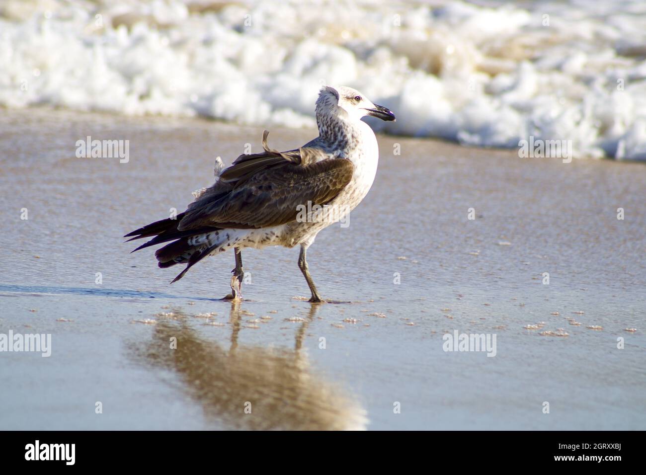Closeup of a seagull on a beach Stock Photo - Alamy
