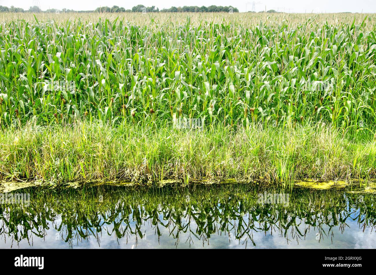 Maize corn field netherlands hi-res stock photography and images - Alamy