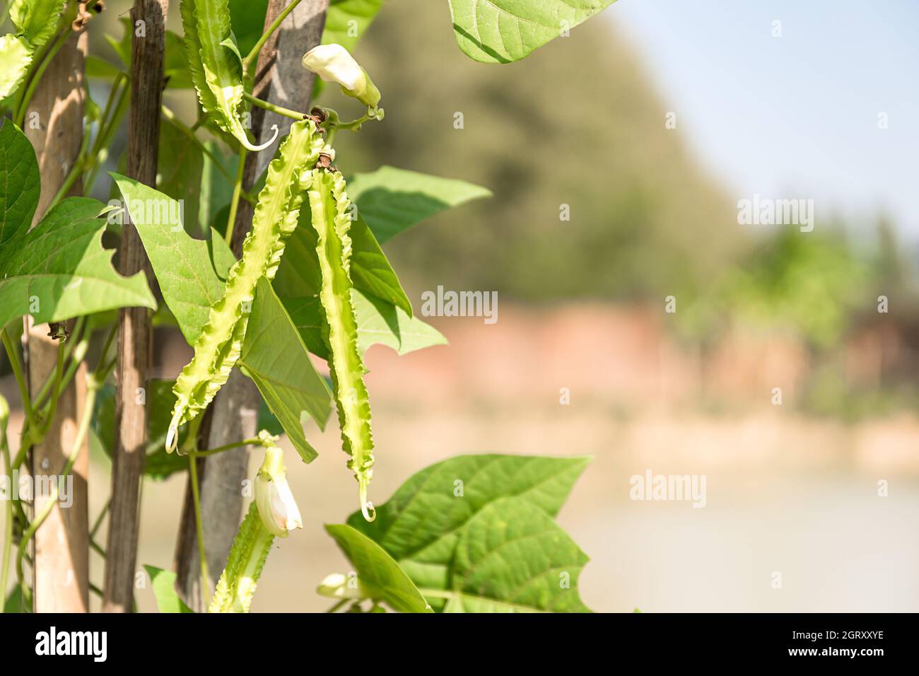 Winged bean plant hi-res stock photography and images - Alamy