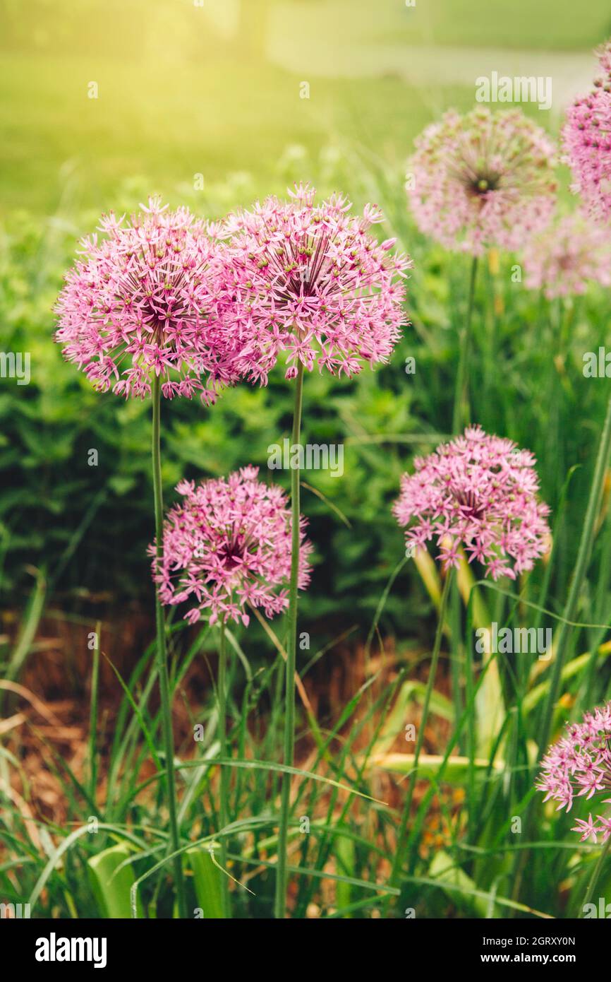 Allum flower hi-res stock photography and images - Alamy