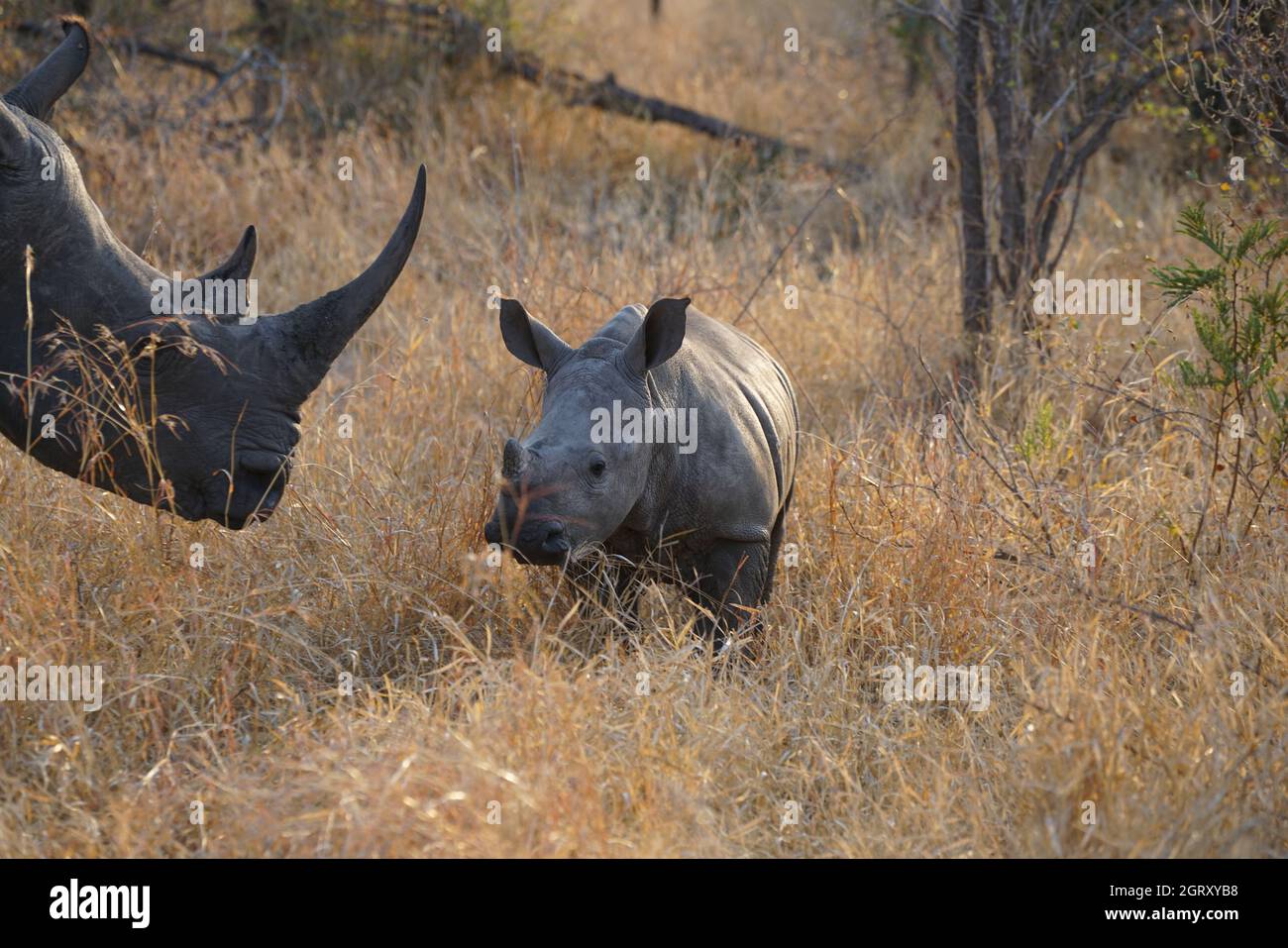 Rhinozeros hi-res stock photography and images - Alamy