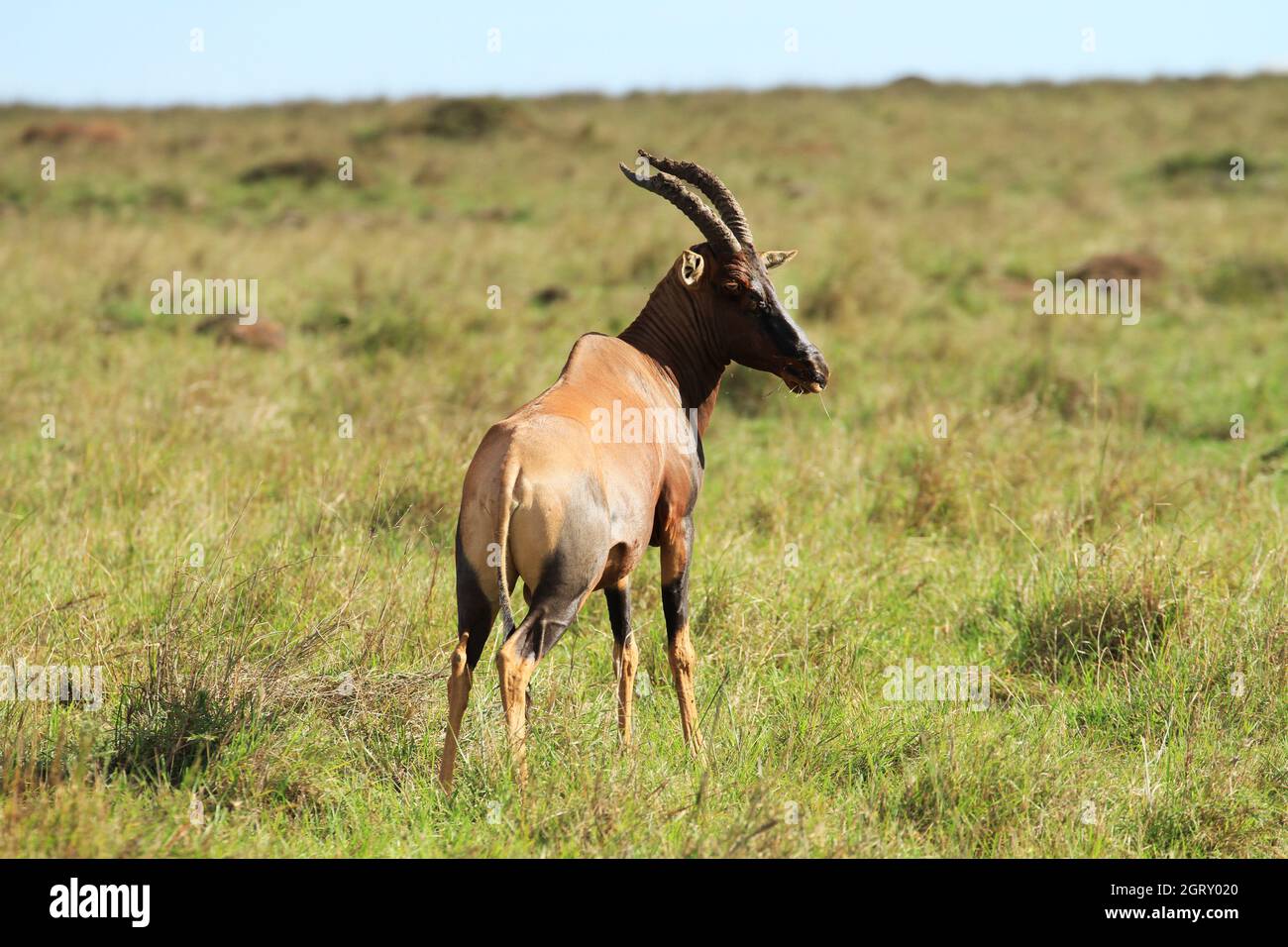 One horned antelope hi-res stock photography and images - Alamy
