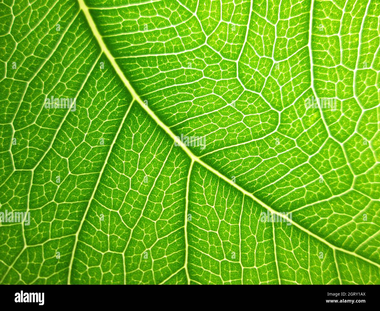 Bodhi Green High Resolution Stock Photography and Images - Alamy