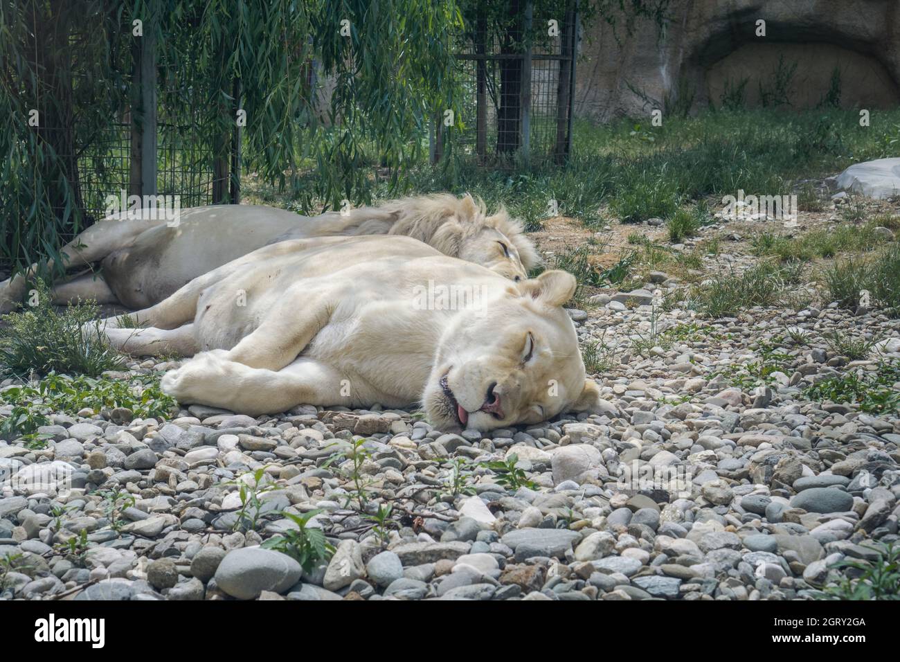 Pregnant lion hi-res stock photography and images - Alamy