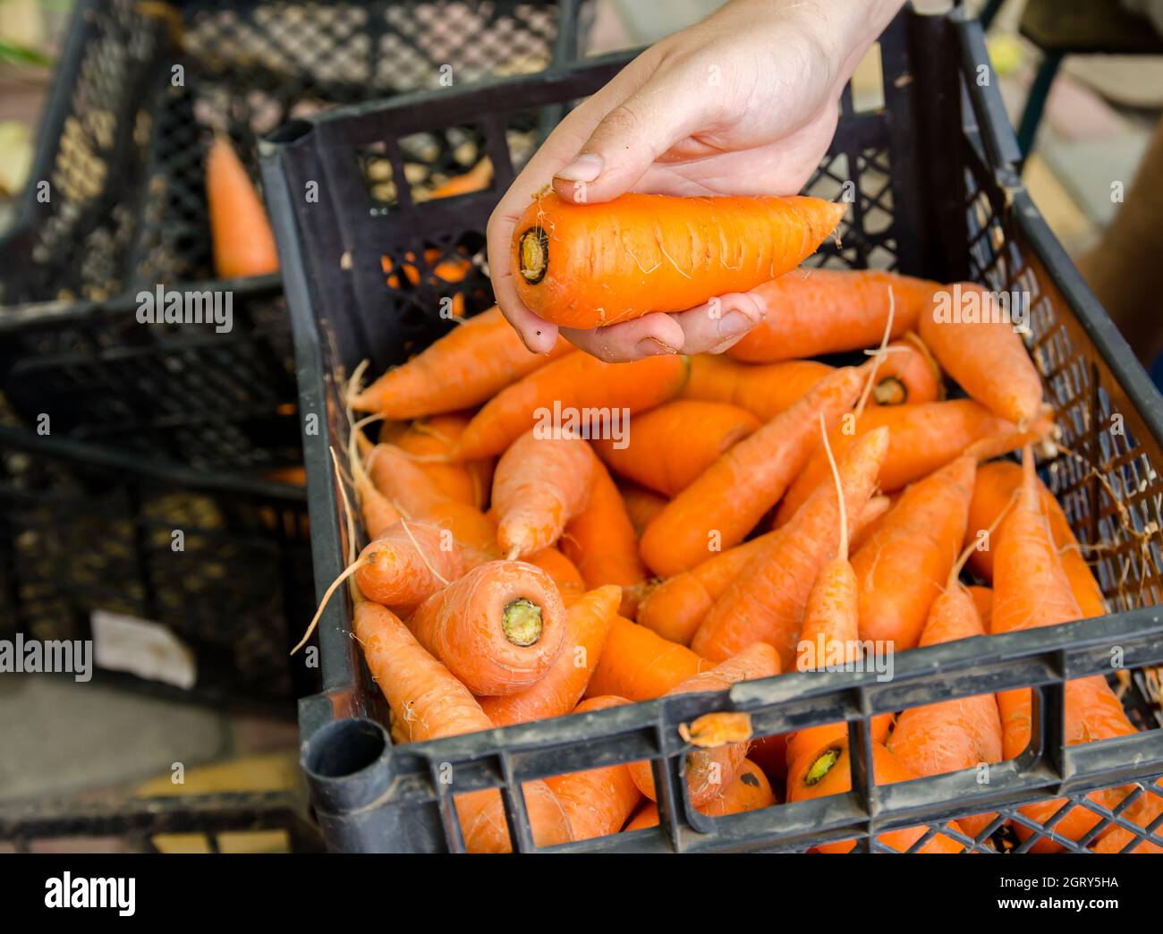 Farmer harvesting carrots hi-res stock photography and images - Alamy