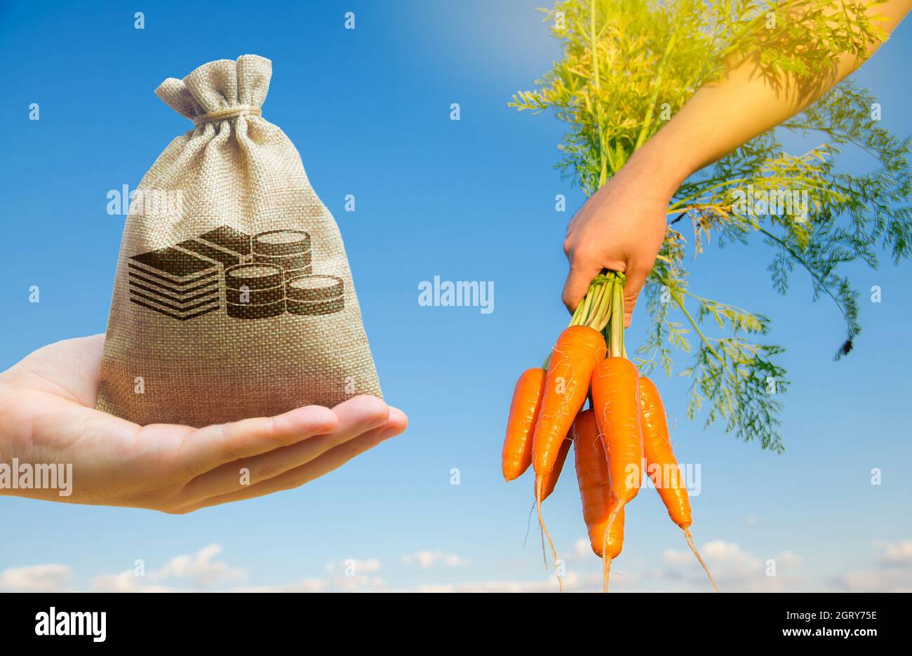 Farmer holding a money bag on the background of fresh carrot ...