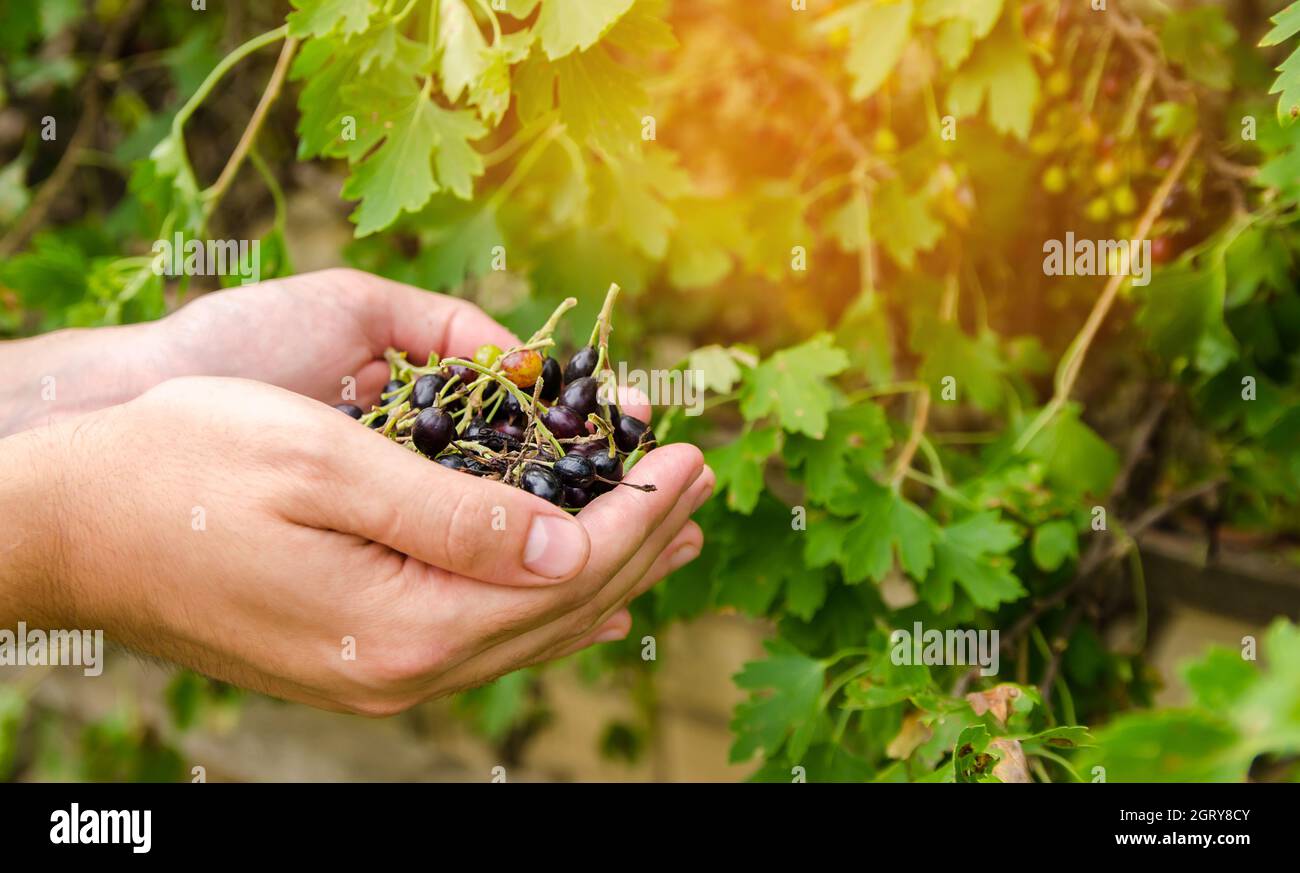 A farmer harvests blackcurrant in the garden. Summer healthy harvest ...