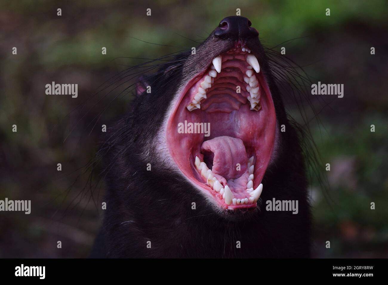 Devil nose hi-res stock photography and images - Alamy