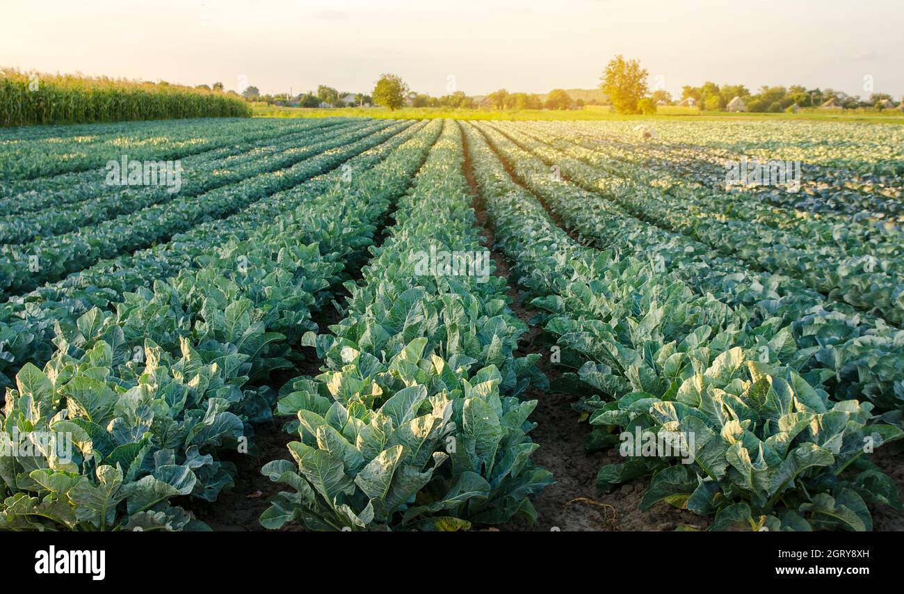 Growing broccoli and cauliflower hi-res stock photography and images ...