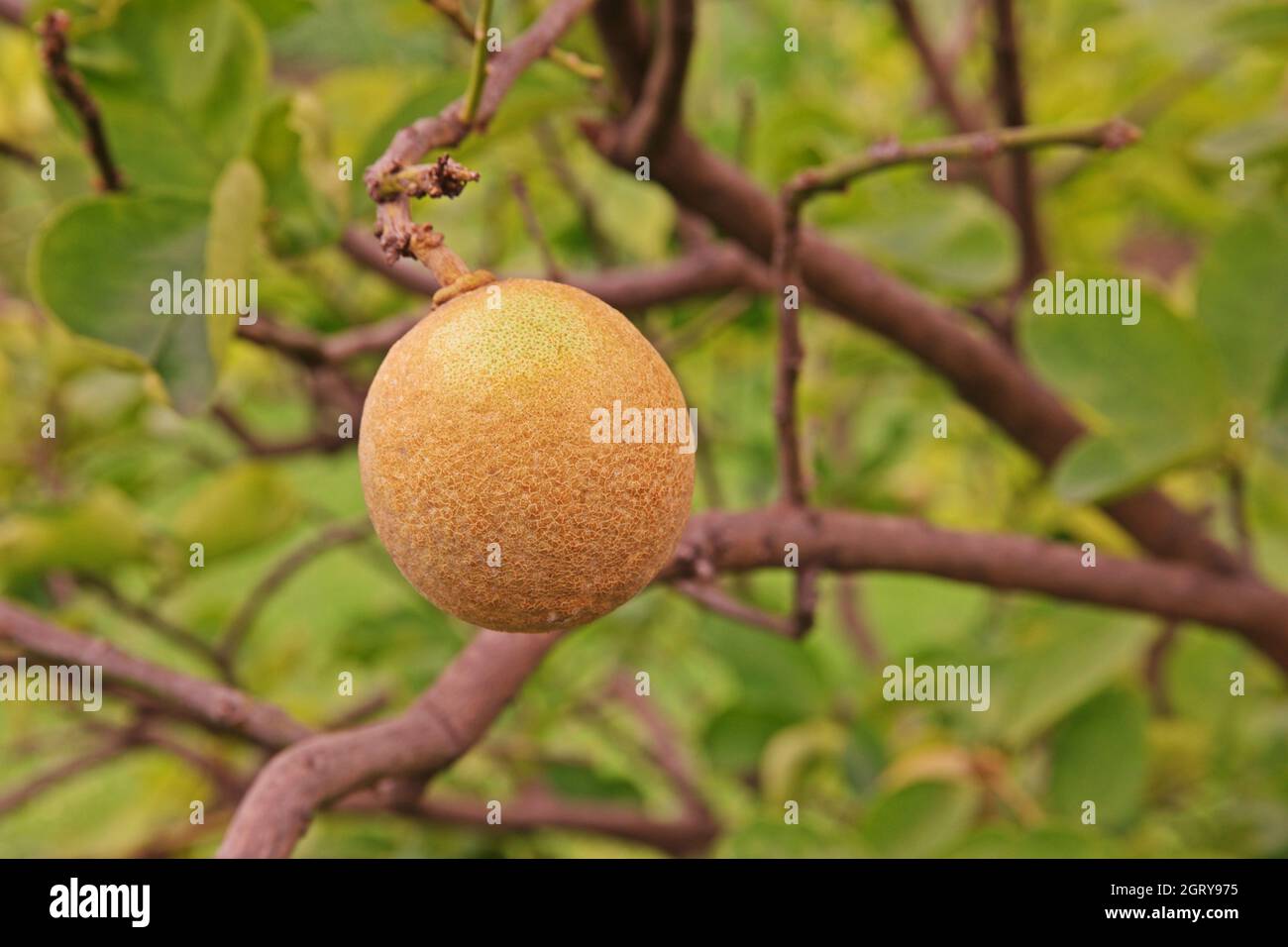 Citrus mite hi-res stock photography and images - Alamy