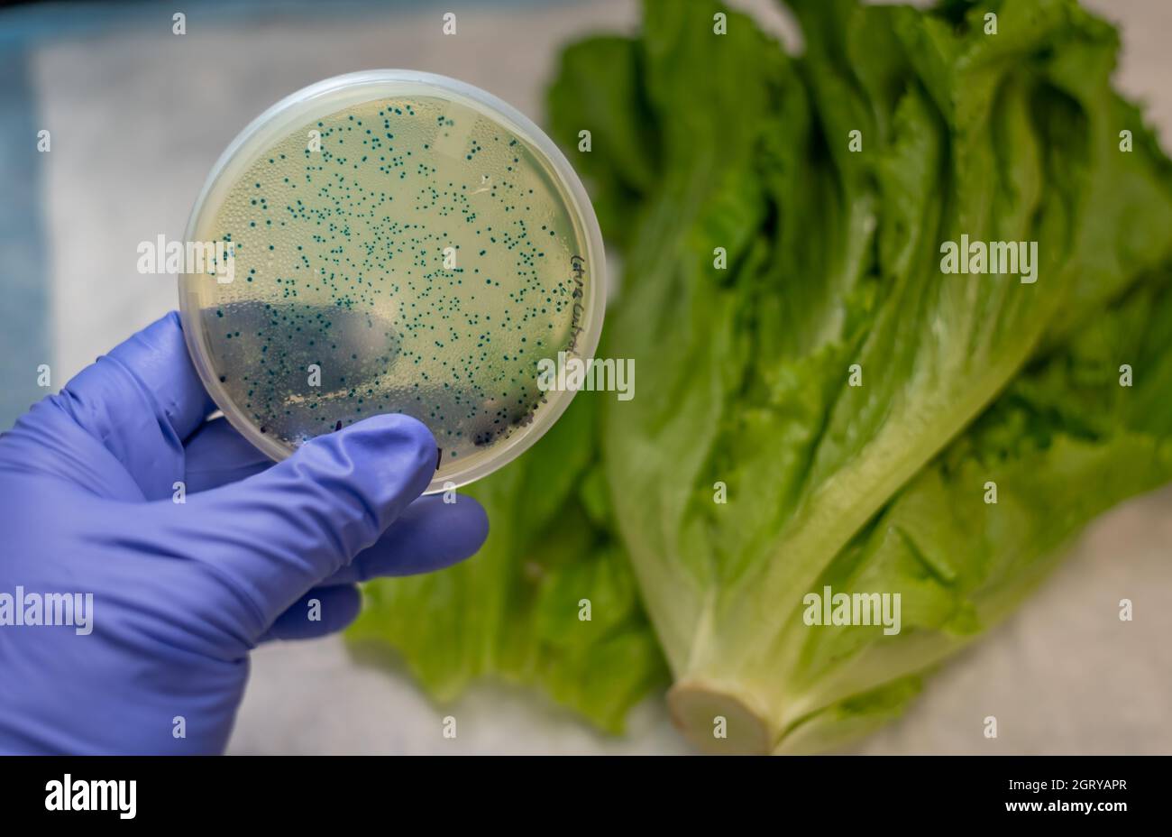 Lettuce e coli contamination hi-res stock photography and images - Alamy