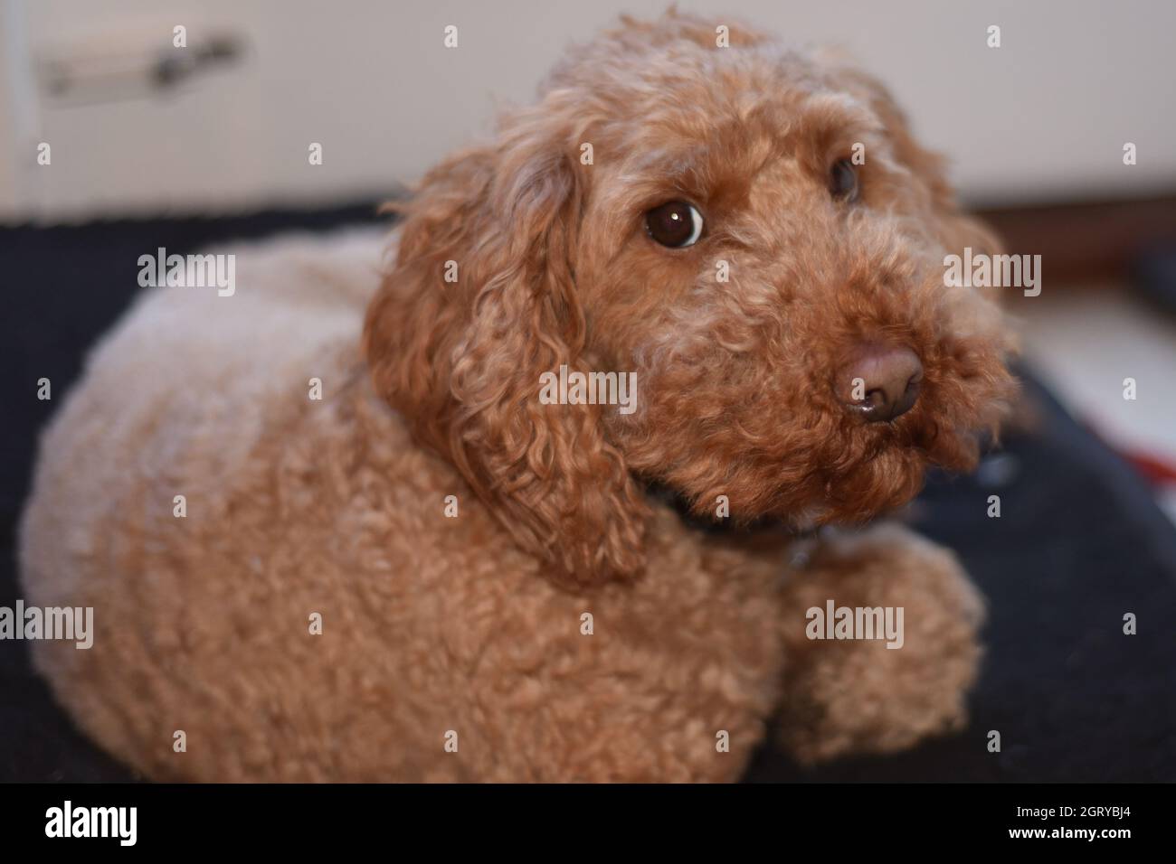 Ginger cockapoo puppy hi-res stock photography and images - Alamy