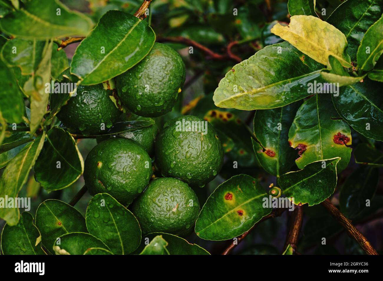 Canker Fruit Tree High Resolution Stock Photography and Images - Alamy