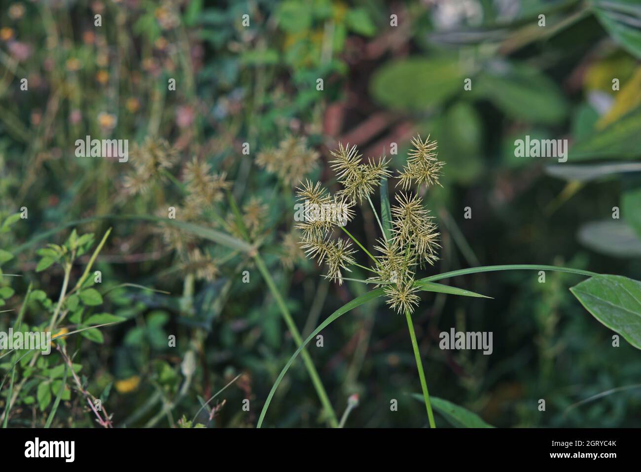 Rice sedge hi-res stock photography and images - Alamy