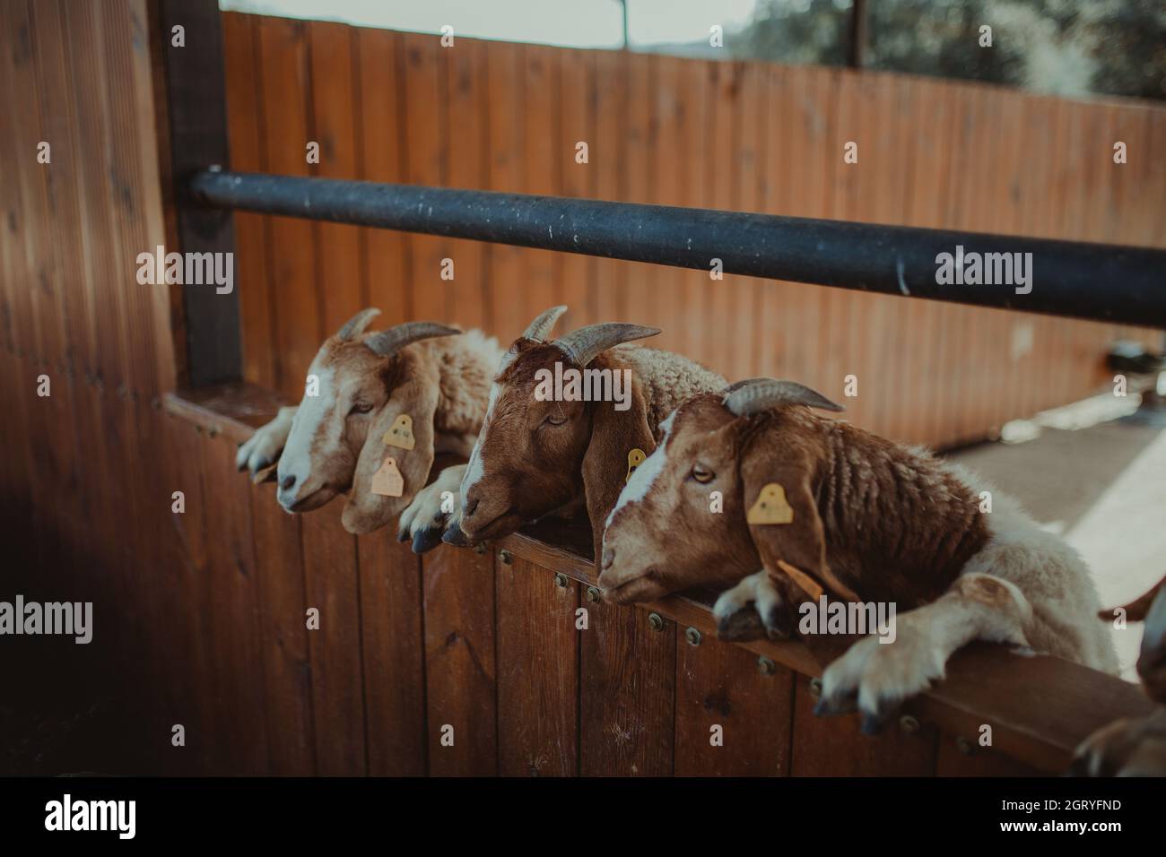 Domestic goat looking over fence hi-res stock photography and images ...