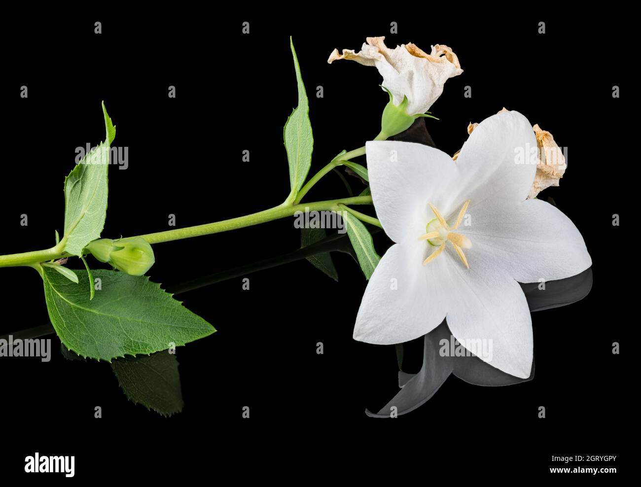 Closeup of white form balloon flower twig with reflection on black ...