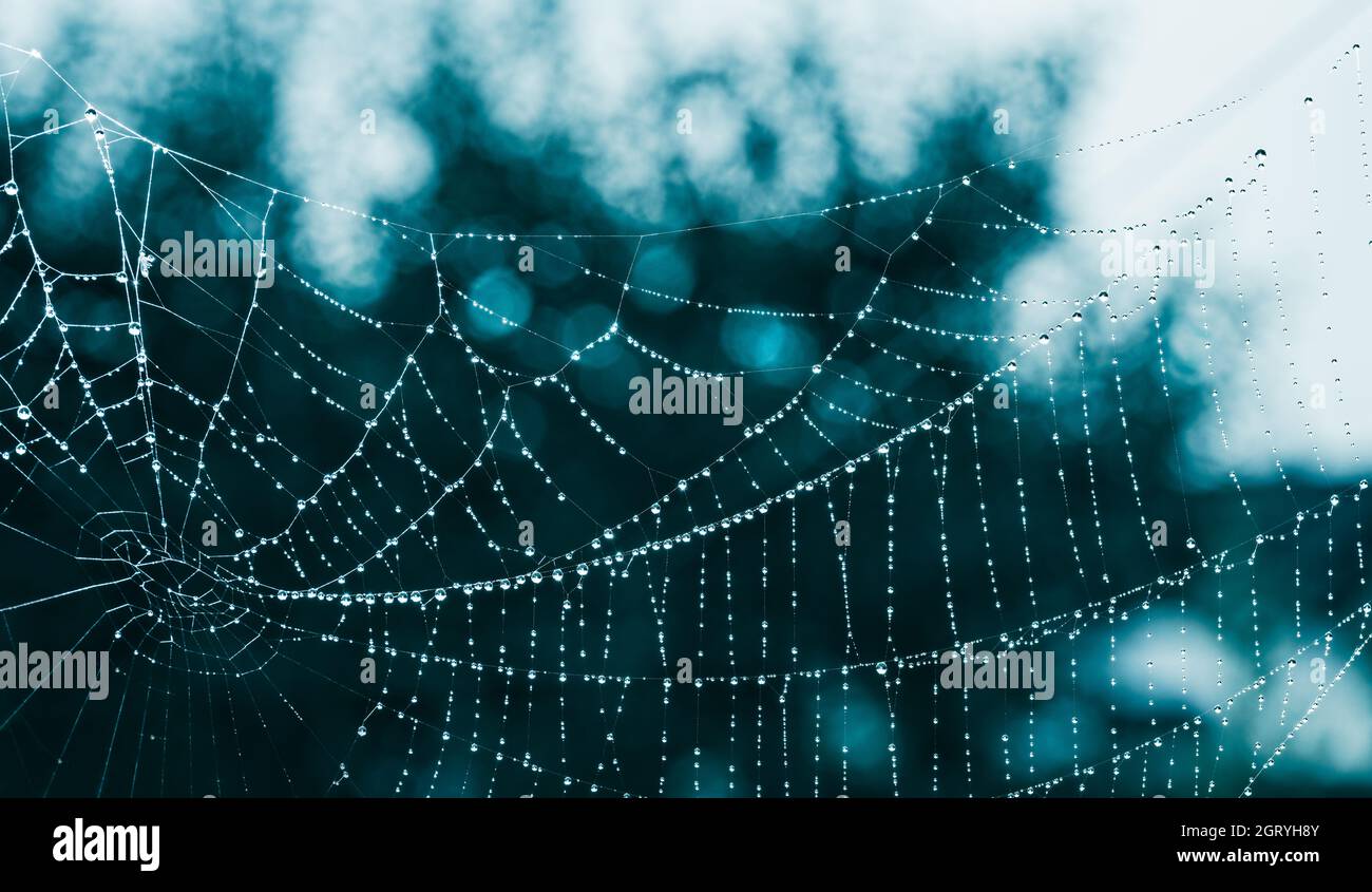 Fragile fiber hi-res stock photography and images - Alamy