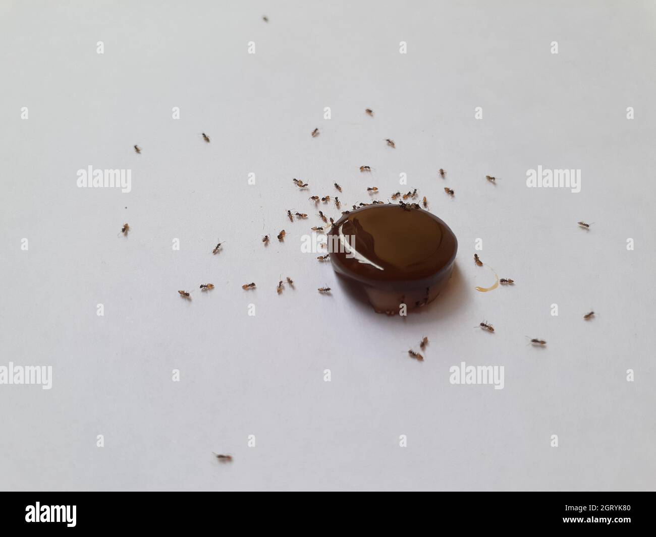 Ant candy hi-res stock photography and images - Alamy