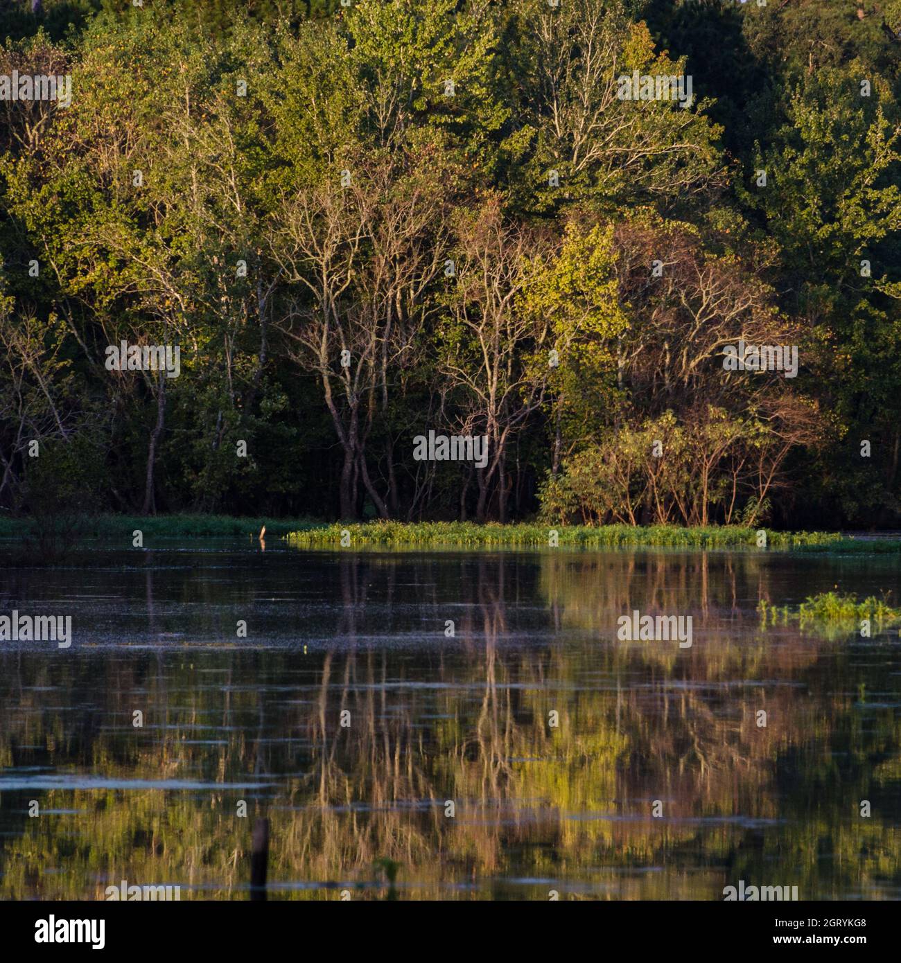 Square crop of trees reflected on the surface of a pond Stock Photo - Alamy