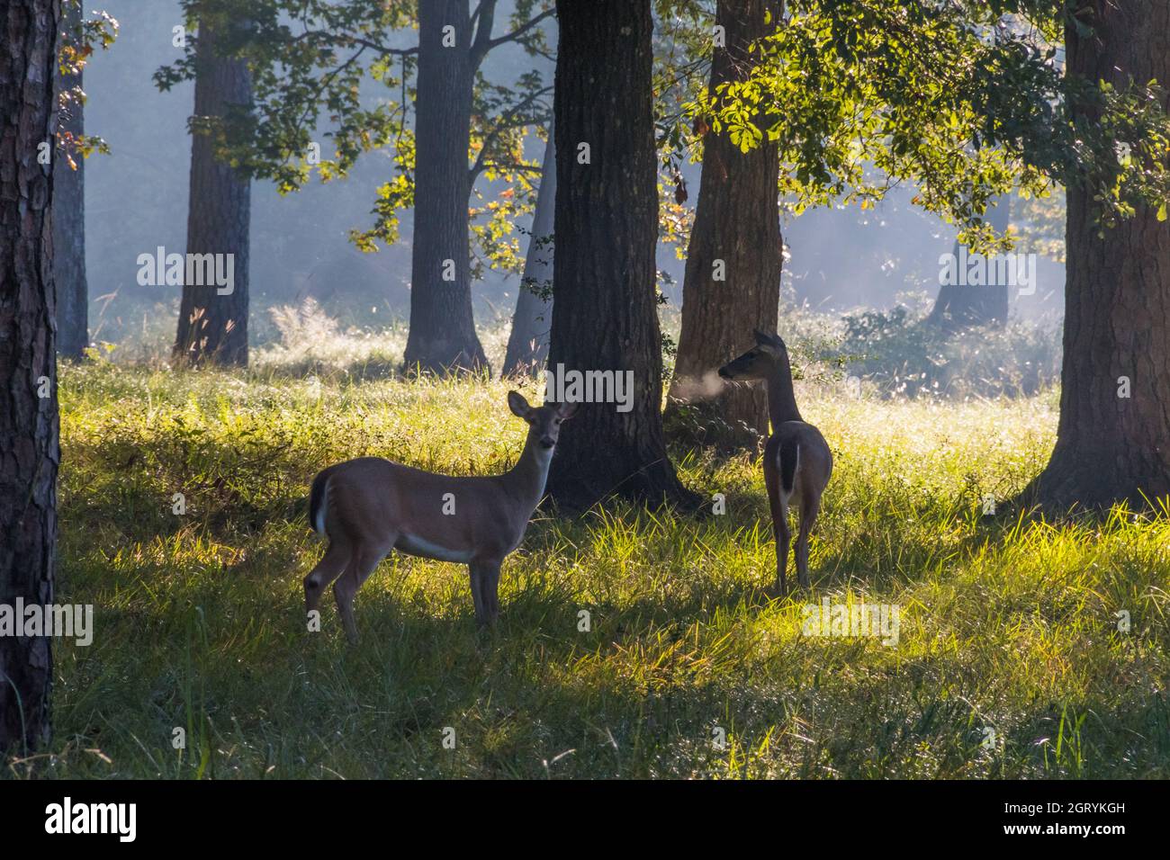 Early morning in the forest hi-res stock photography and images - Alamy