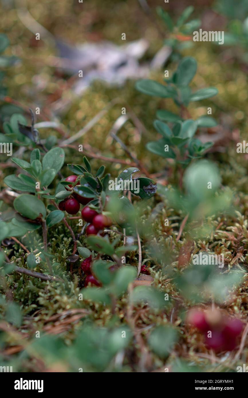 Cranberries growing fruit hi-res stock photography and images - Alamy