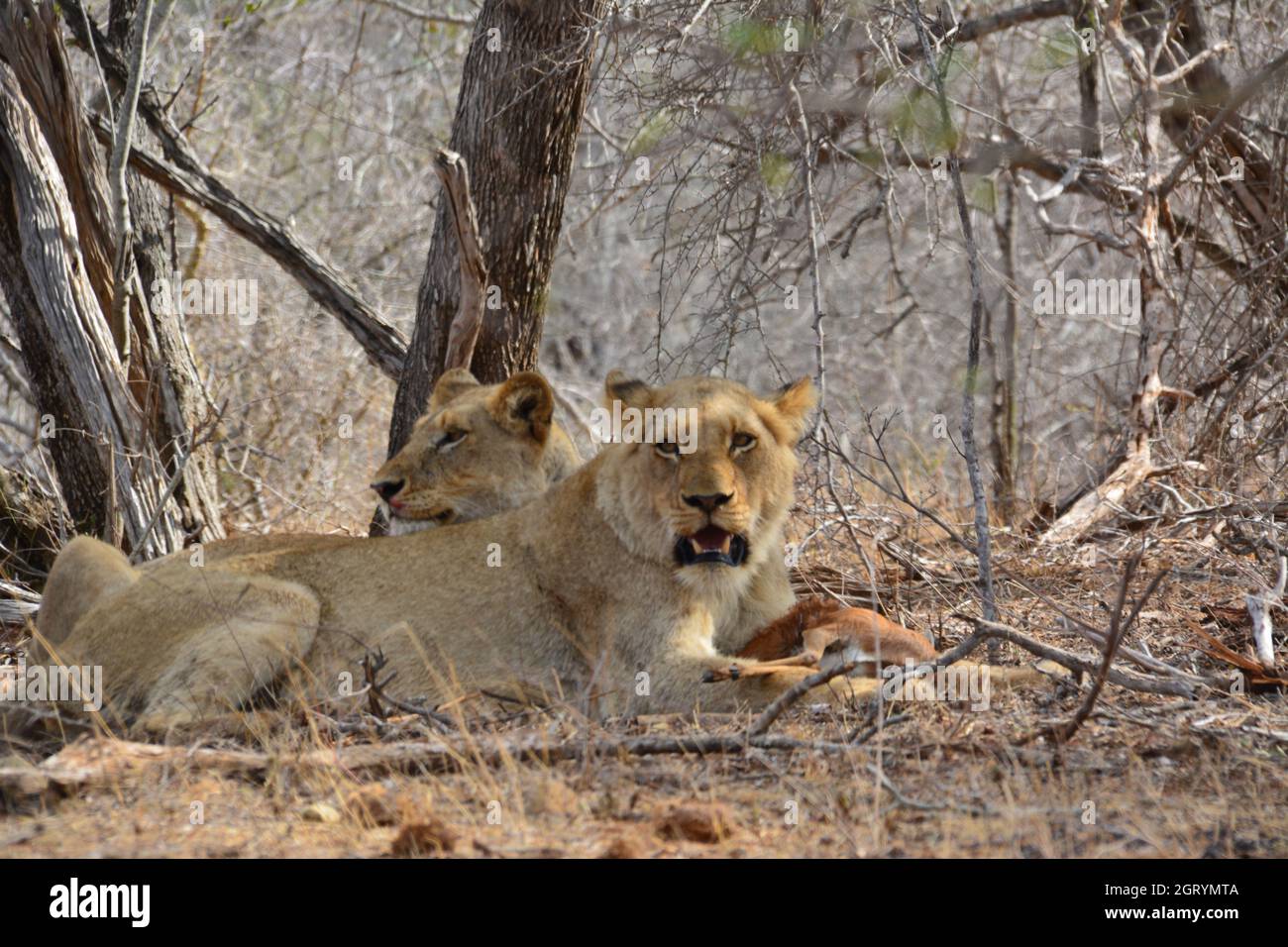 Big five afrika hi-res stock photography and images - Alamy