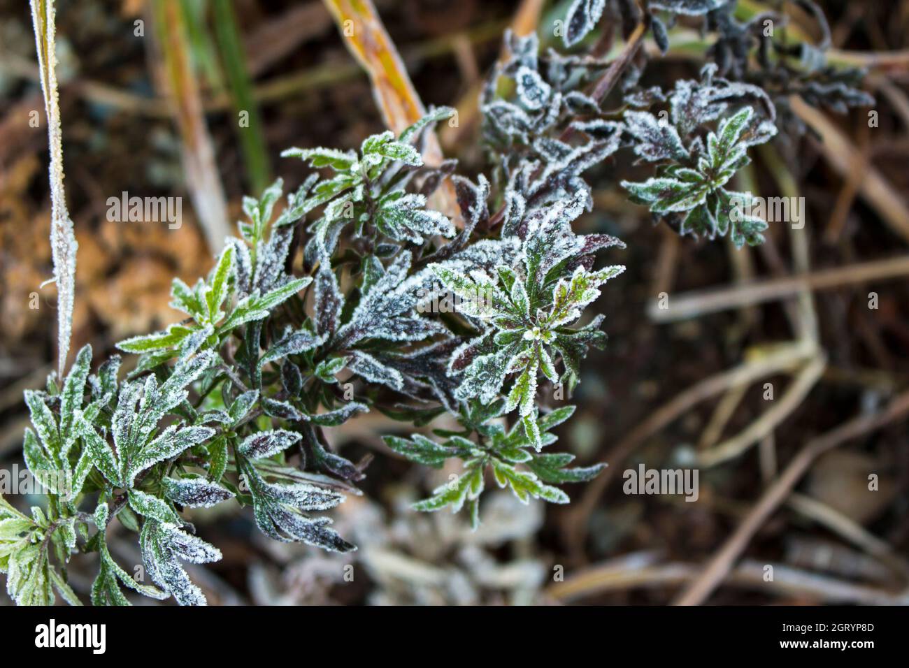 Frosted plants that endure cold winters and wait for spring Stock Photo ...