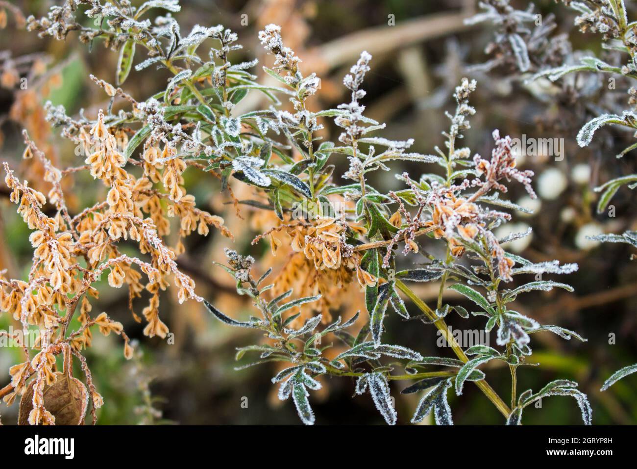 Frosted plants that endure cold winters and wait for spring Stock Photo ...