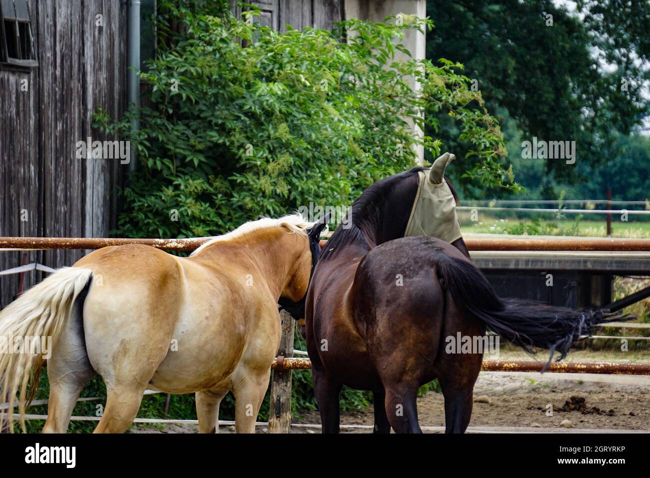Lion ranch hi-res stock photography and images - Alamy