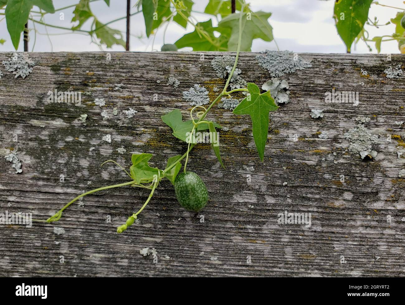 Seedling plank hi-res stock photography and images - Alamy