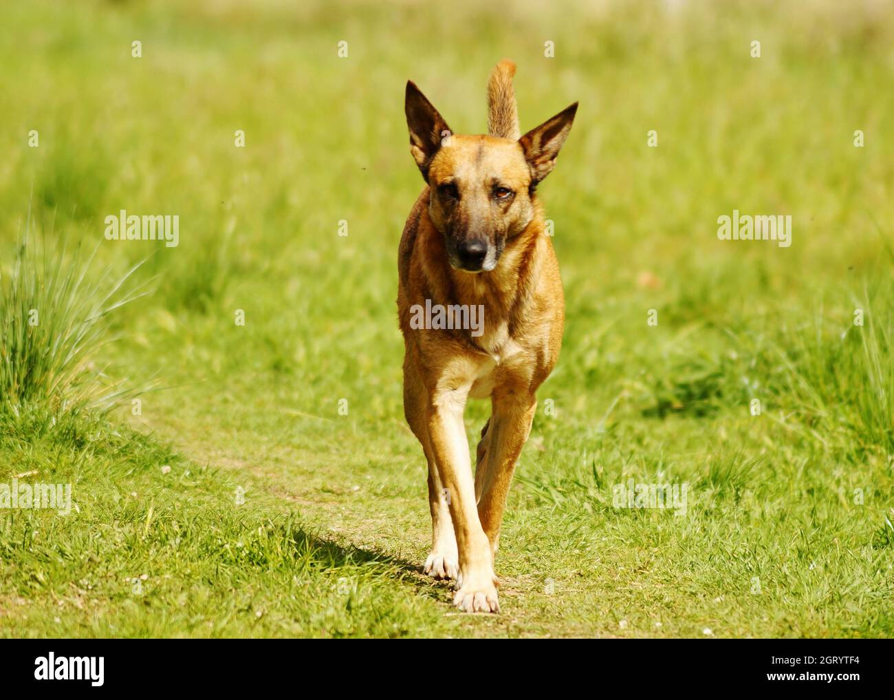 Portrait Of Dog Running On Grass Stock Photo - Alamy