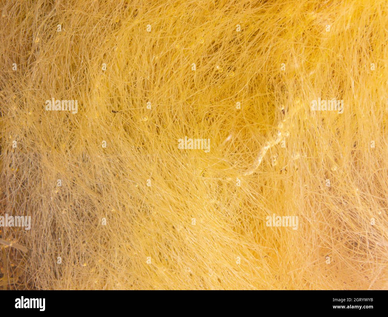 Gold algae in hi-res stock photography and images - Alamy