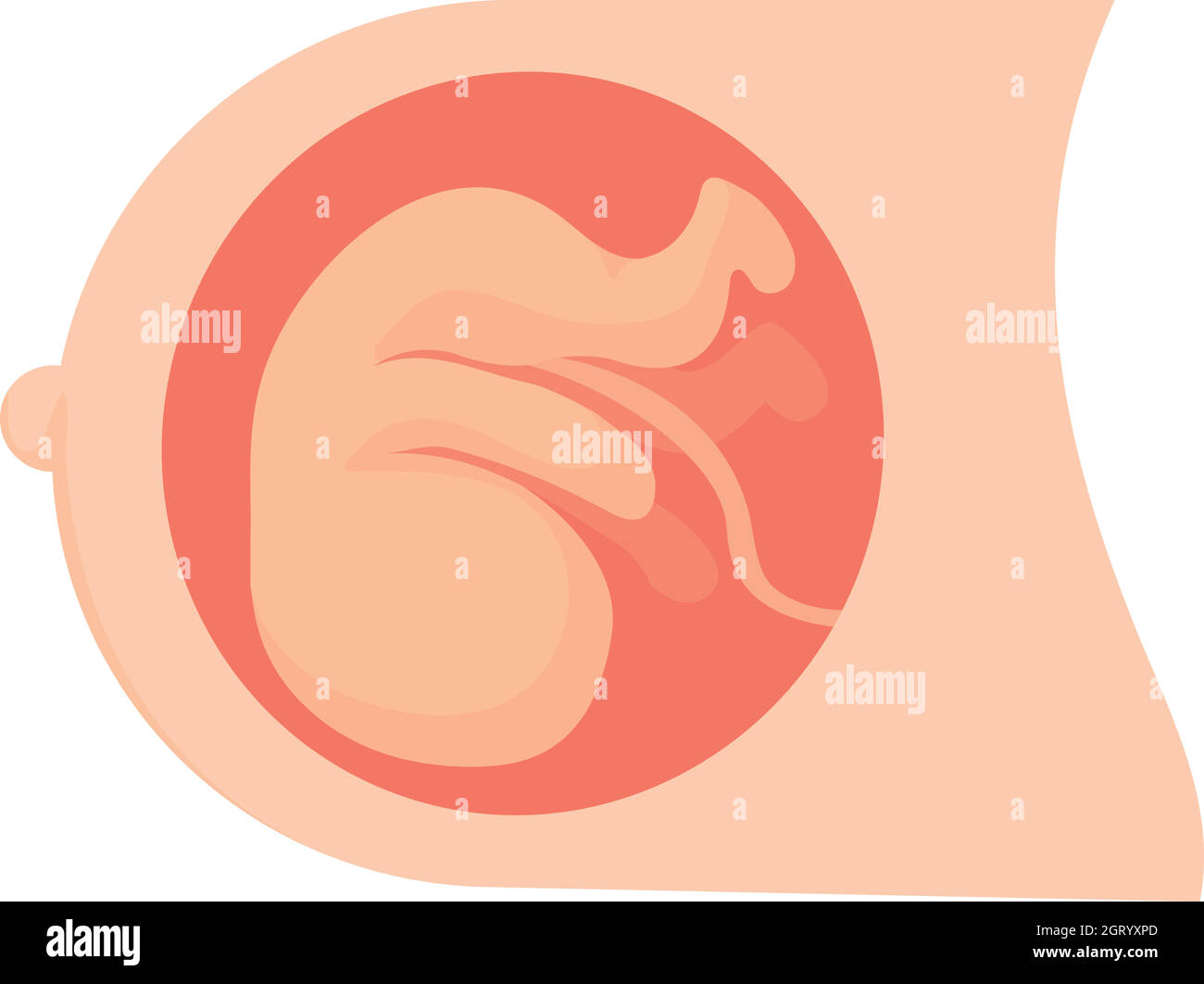 Baby in womb icon, cartoon style Stock Vector Image & Art - Alamy