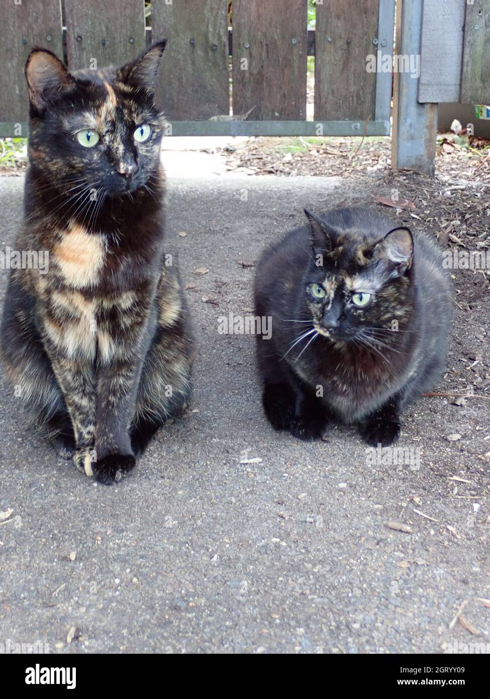 Vertical shot of two beautiful cats with green eyes Stock Photo - Alamy