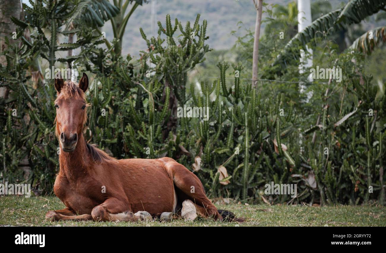 Laying down horse hi-res stock photography and images - Alamy