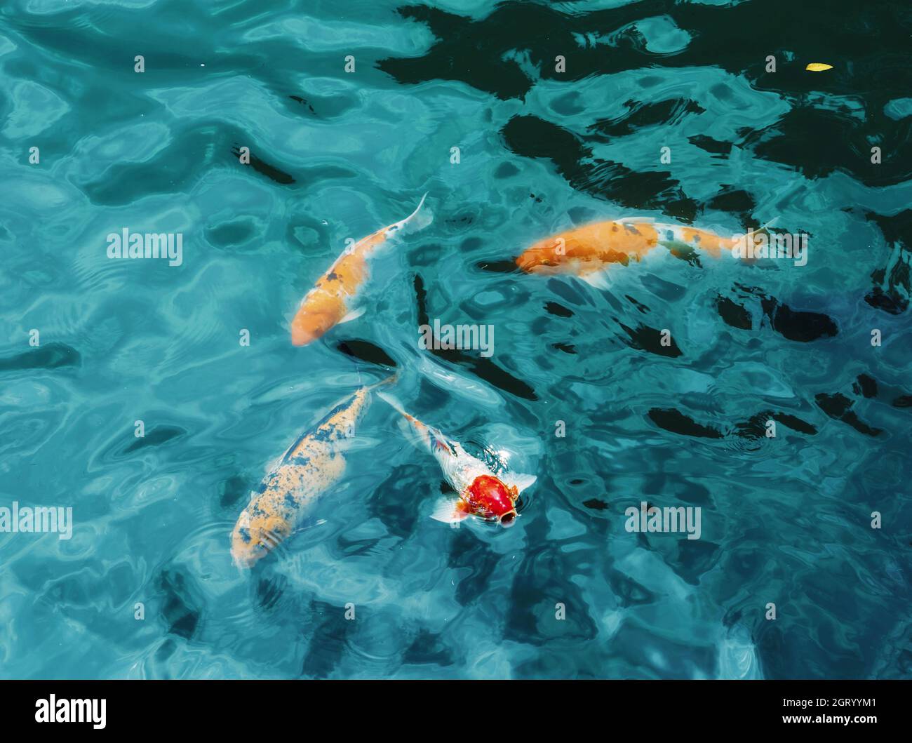Koi Fish Streamer High Resolution Stock Photography and Images - Alamy