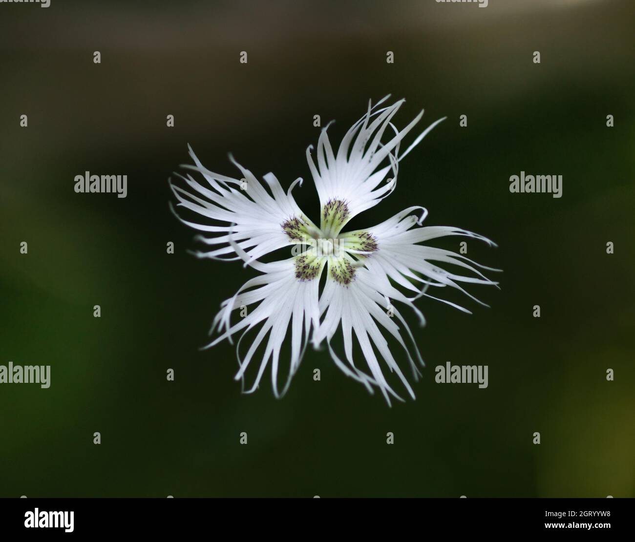 Dianthus arenarius hi-res stock photography and images - Alamy