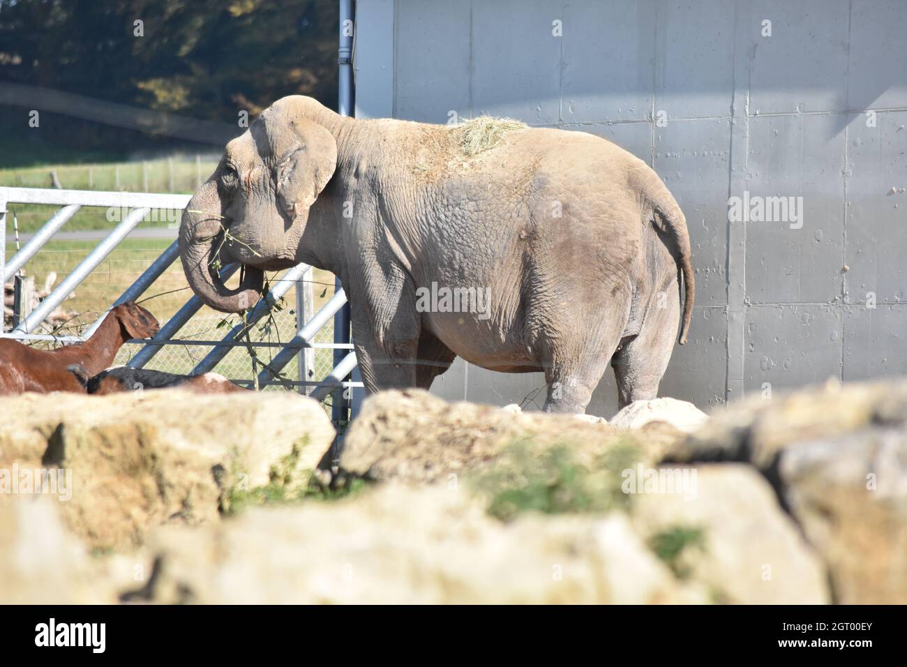 Longleat wildlife hi-res stock photography and images - Alamy